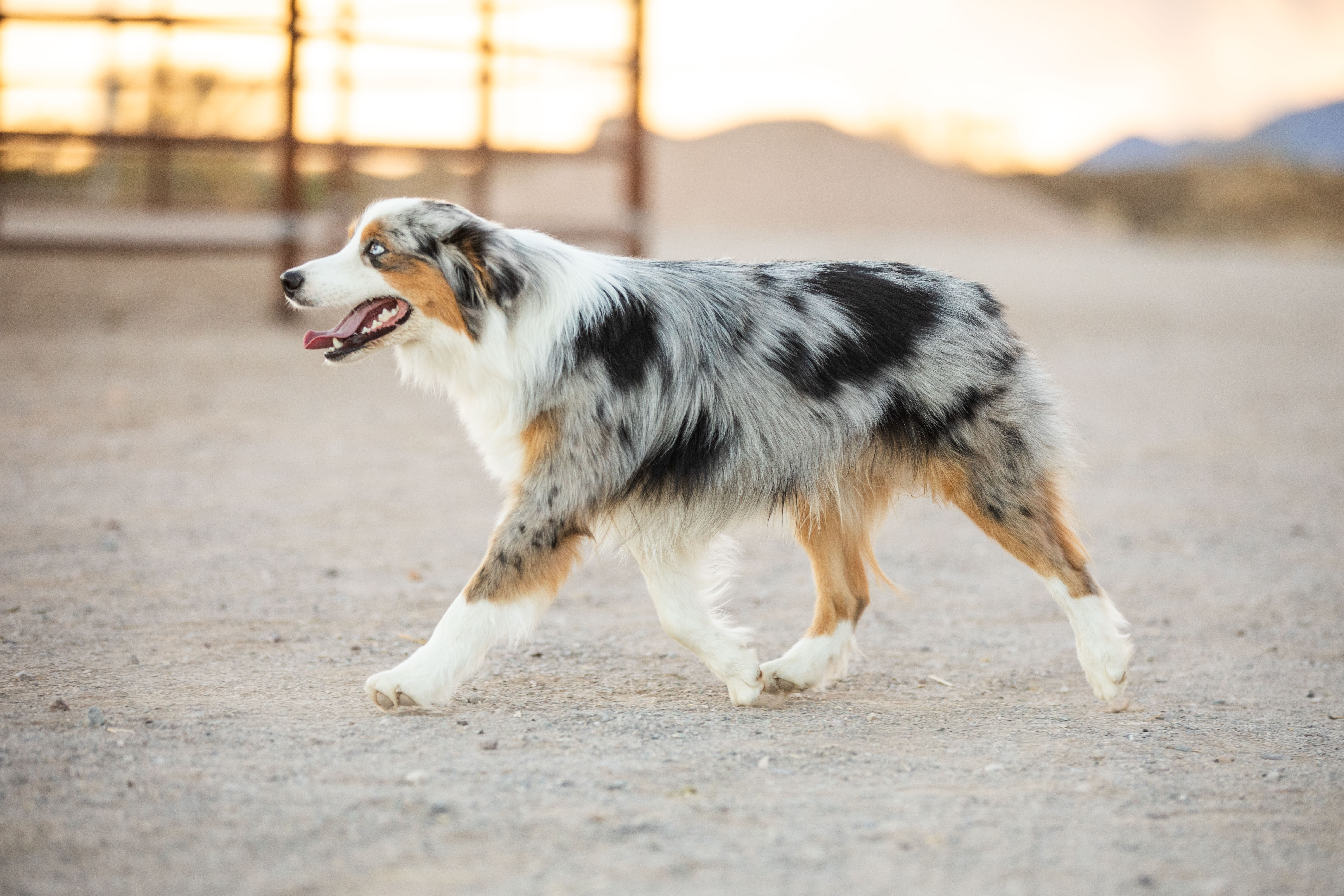 Nursery – King's Miniature American Shepherds